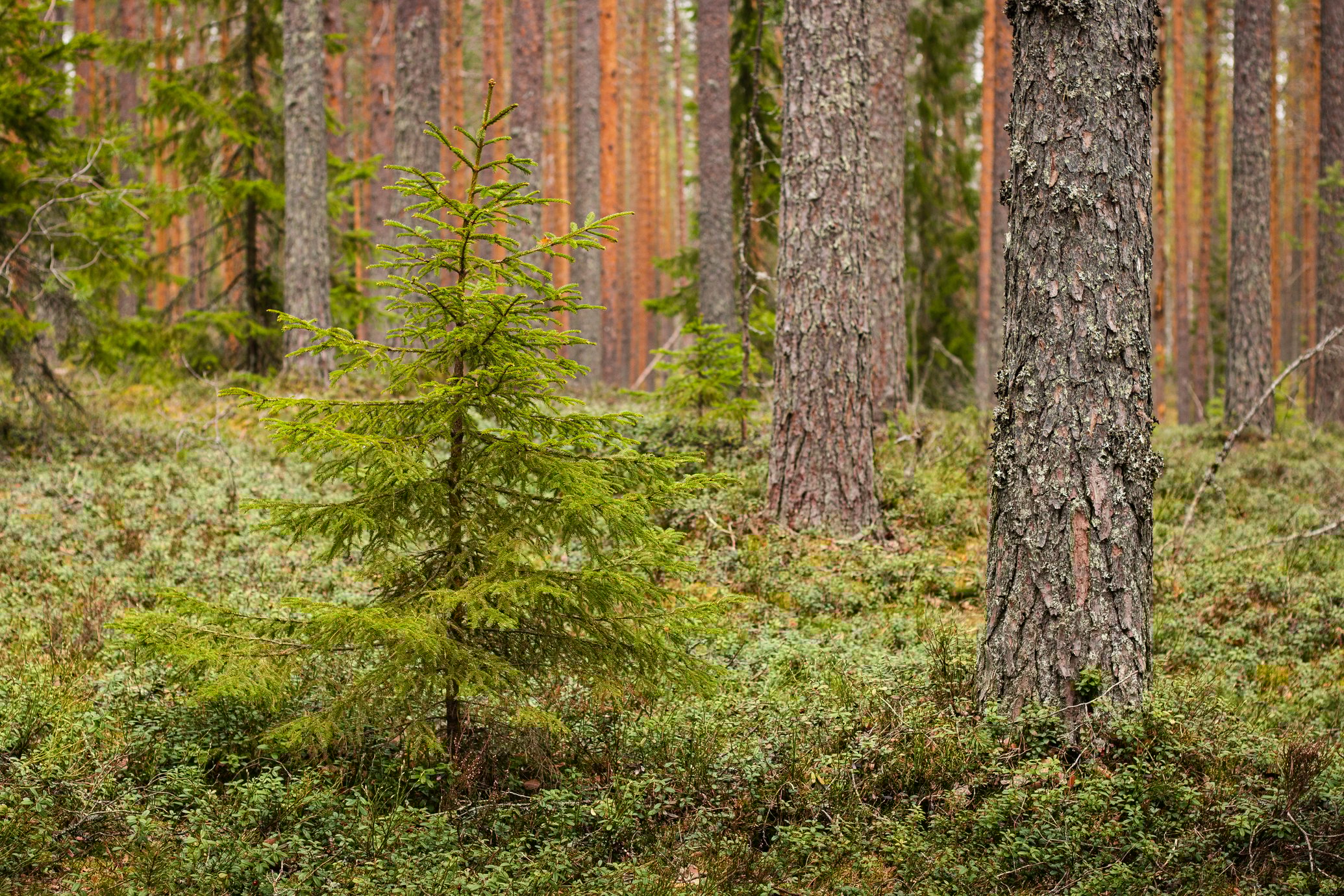 Nordtreat - Your partner in sustainable fire protection of wood